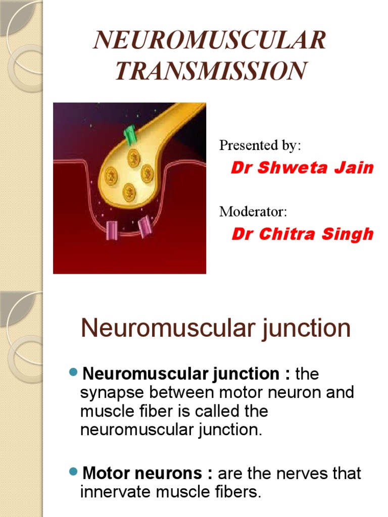 Neuromuscular Transmission | PDF | Neuromuscular Junction | Acetylcholine