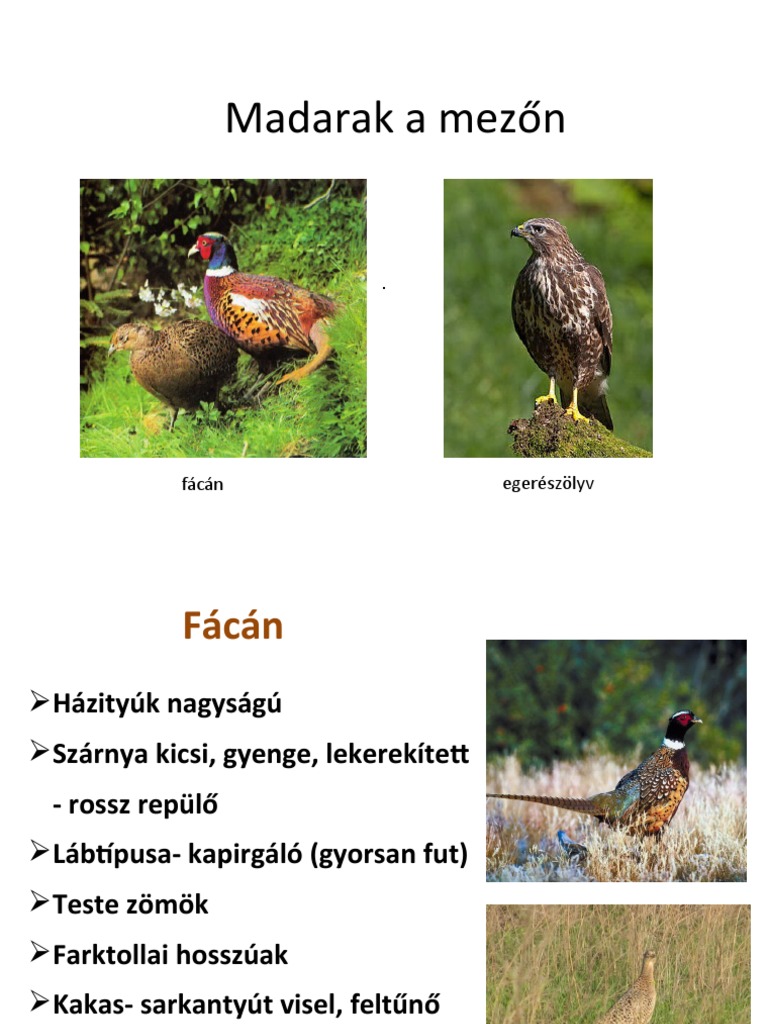 Madarak - A - Mezon | PDF