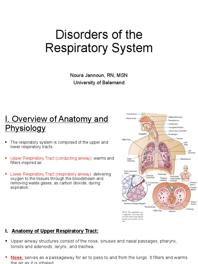 Overview of Respiratory Disorders | PDF | Lung | Respiratory Tract