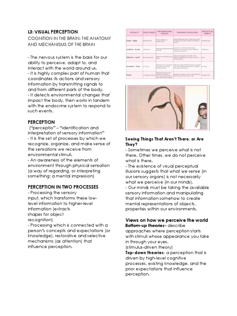 Visual Perception and Cognition in the Brain | PDF | Perception | Senses