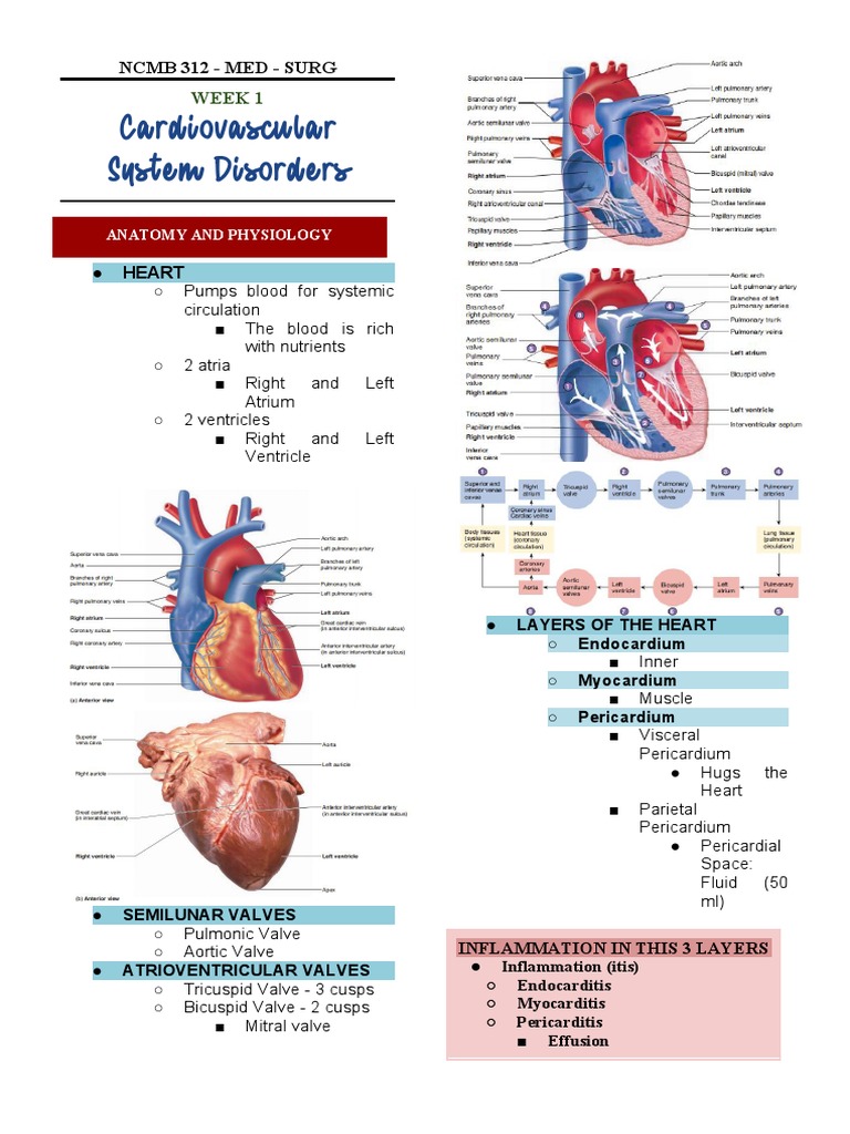 Cardiovascular System Overview | PDF | Heart Valve | Heart