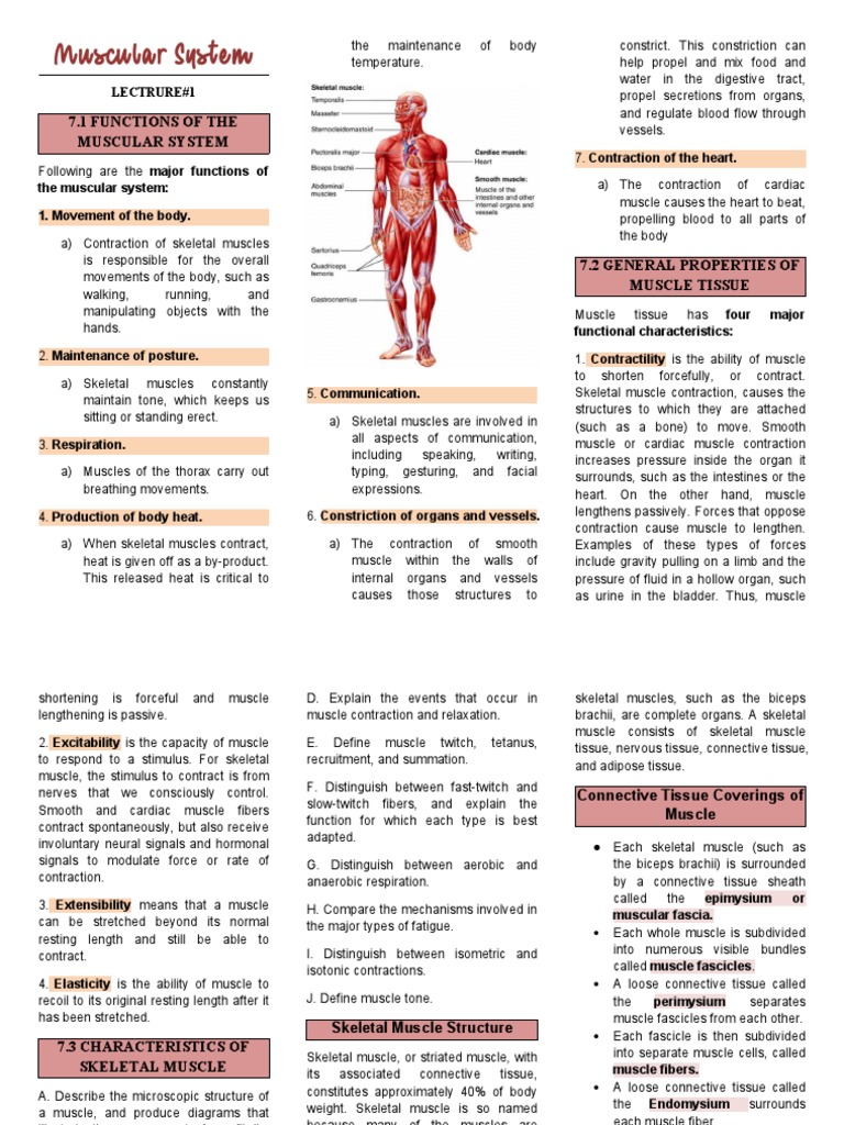 Anatomy and Physiology - Summary of Systems | PDF | Neuron | Skeletal ...