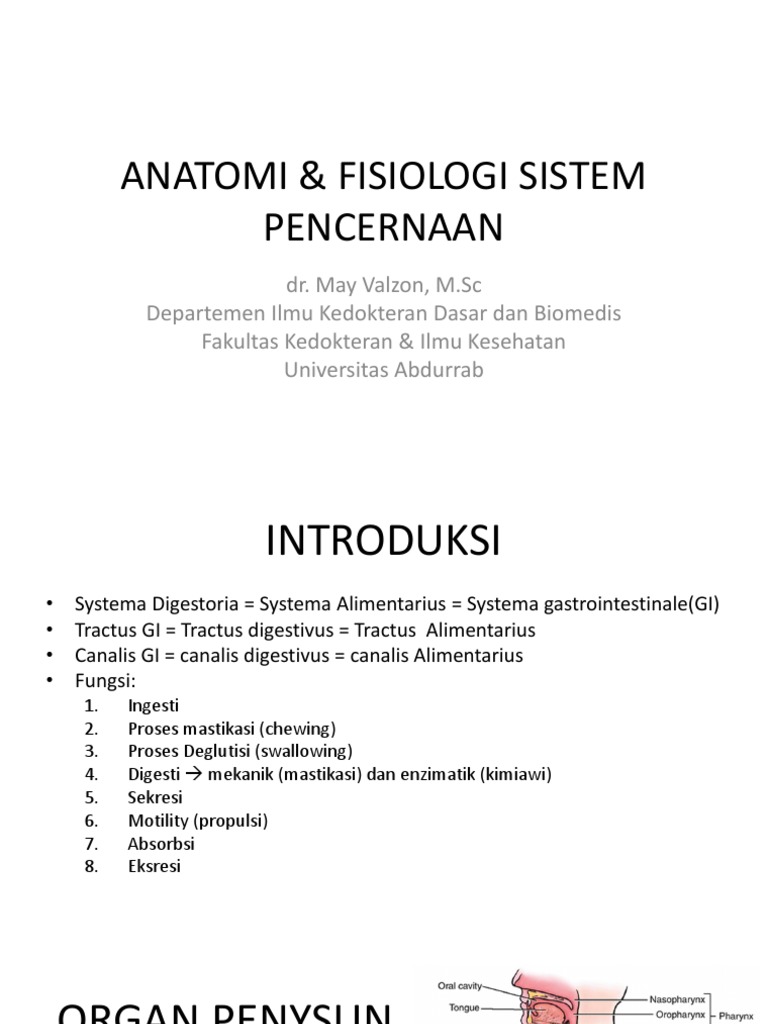 Anatomi & Fisiologi Sistem Pencernaan | PDF