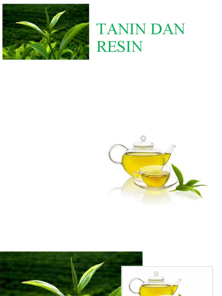 Tanin - Dan - Damar | PDF