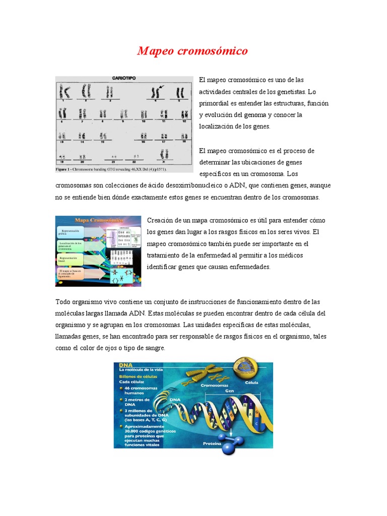 Mapeo Cromosómico y Anomalías Genéticas | PDF | Gene | Alelo