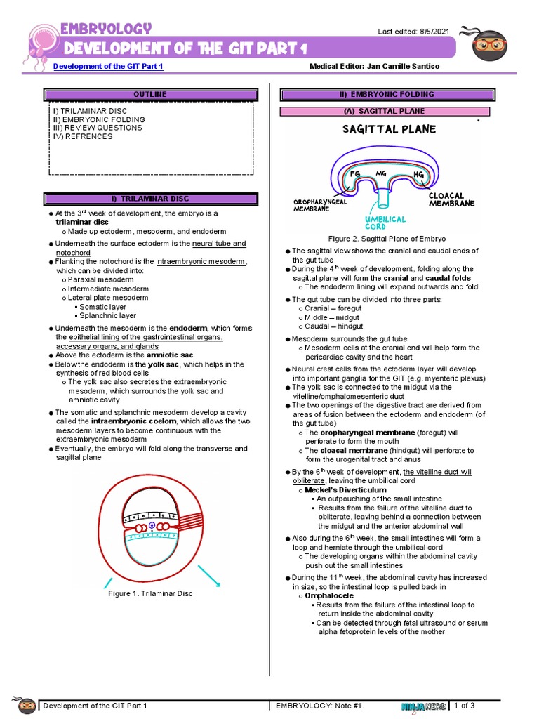 270 - Embryology Physiology) Development & Embryology of The GI Tract ...