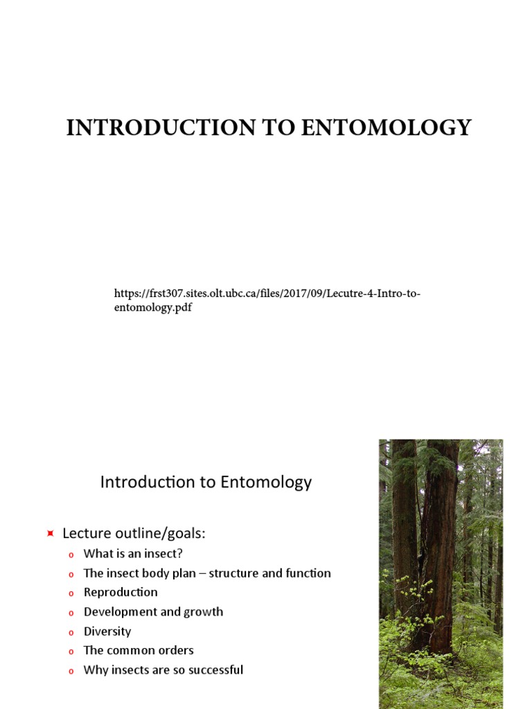 Introduction to Insect Anatomy | PDF | Insects | Fly