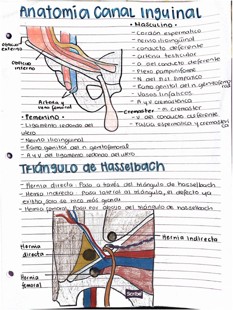 Hernia Inguinal - esquema | PDF