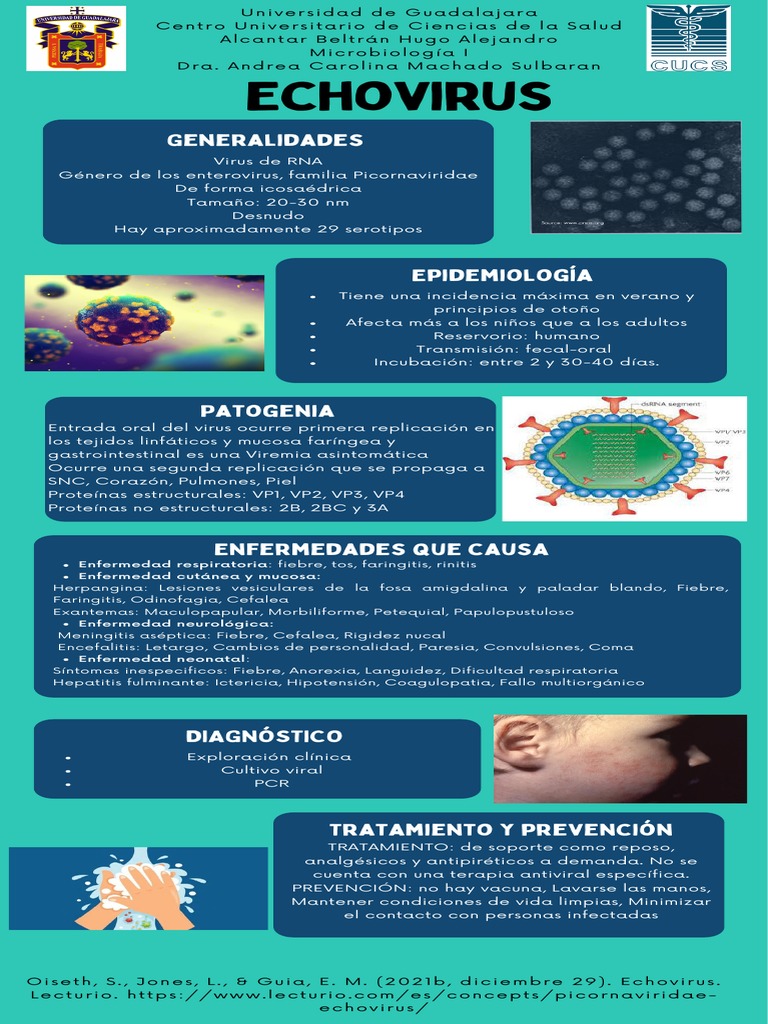 Echovirus: Generalidades | PDF | Virus | Enfermedades y trastornos