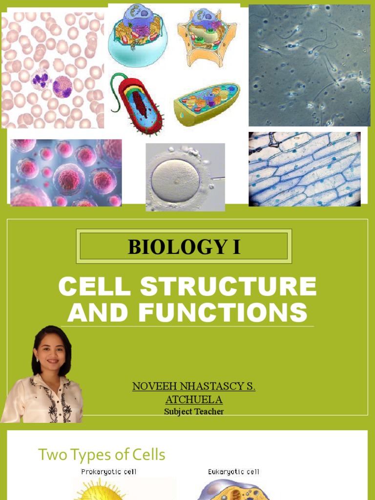 Cell Structures and Functions | PDF | Cell (Biology) | Eukaryotes