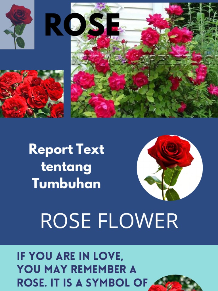 Contoh Report Text Tentang Tumbuhan | PDF