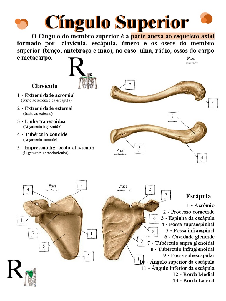 Cíngulo Superior 1 | PDF | Anatomia | Anatomia humana