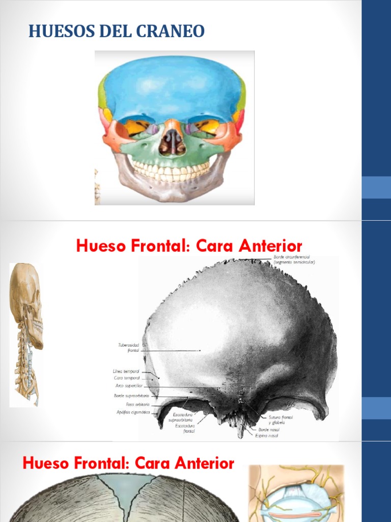 HUESOS de CRANEO | PDF | Anatomía humana | Anatomía