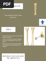 Anatomía y partes de la tibia | PDF | Anatomía humana | Anatomía del ...