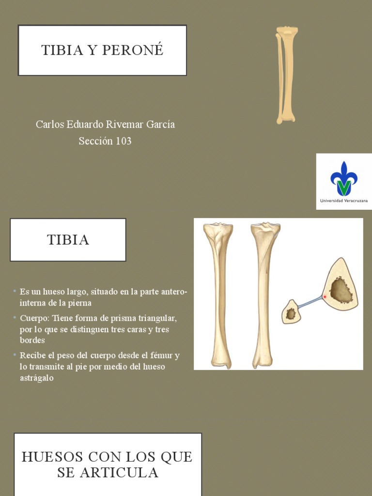 Tibia y Peroné | PDF | Sistema esquelético | Anatomía