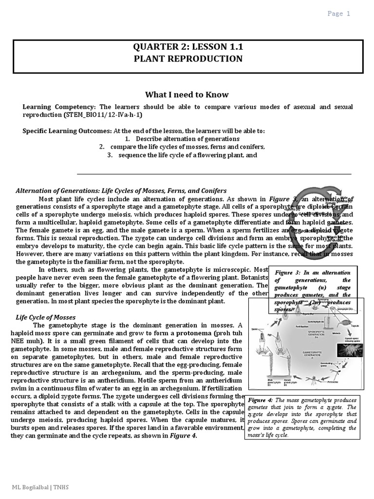 Gen Bio 2 Q2 Lesson 1 1 Plant Life Cycle Pdf Sexual Reproduction Spore