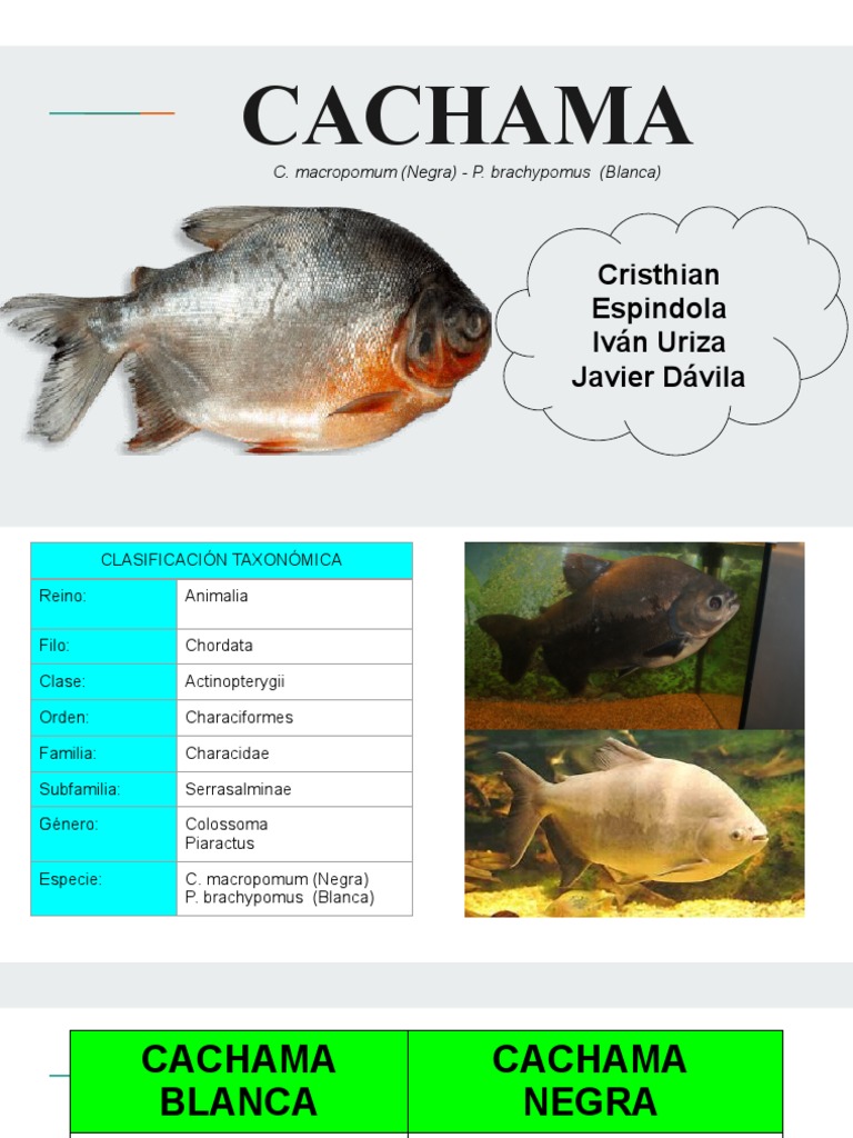 CACHAMA | PDF | Agua | Alimentos