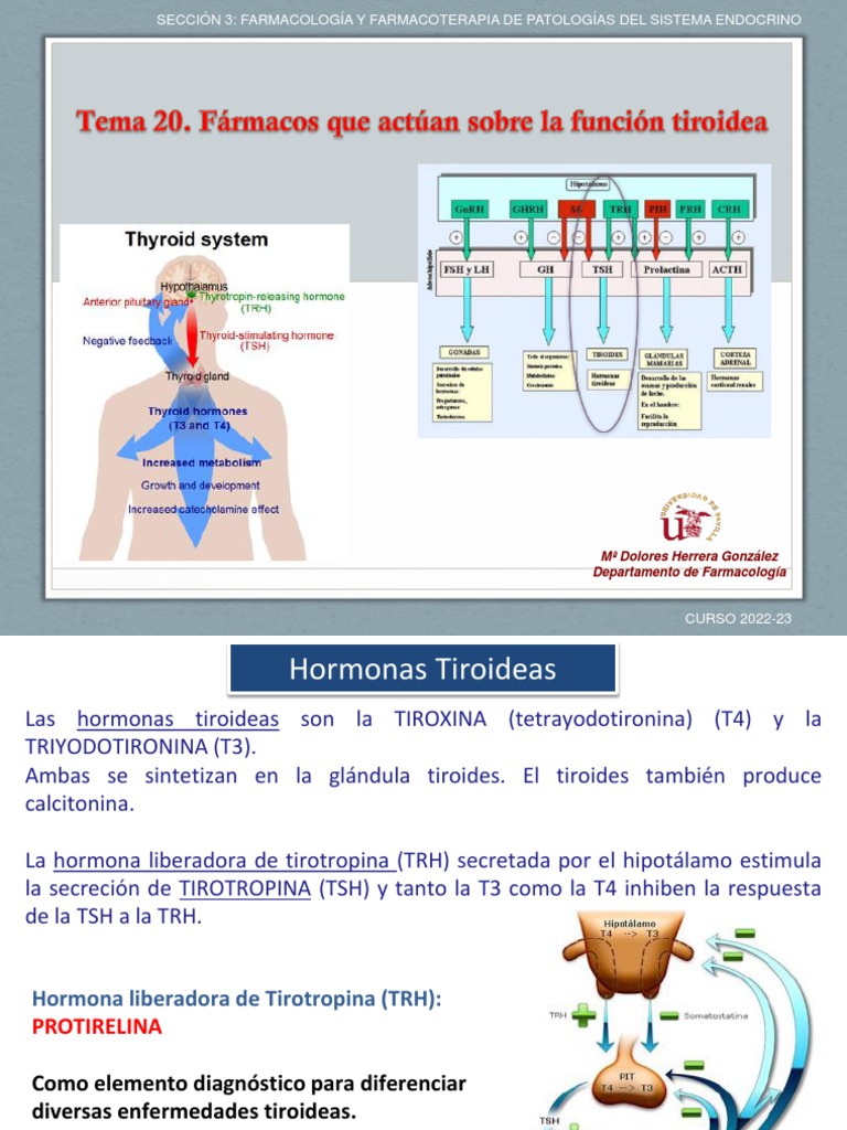 Tema 20 - Farmacos Que Actuan Sobre La Funcion Tiroidea - 22-23 | PDF | Hormona estimulante de ...