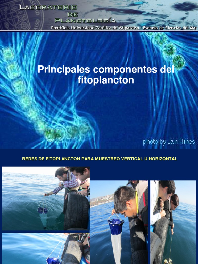 Clase 07 Fitoplancton | PDF | Algas | Organismos
