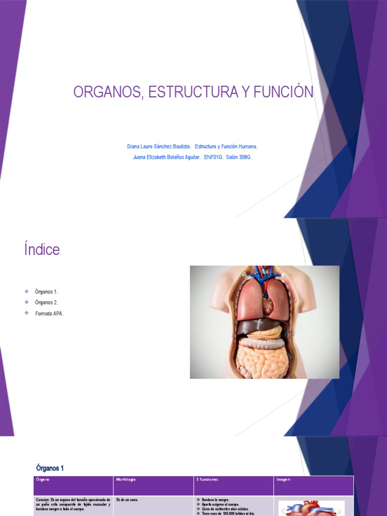 Organos, Estructura y Función Diana Laura Sanchez B. | PDF | Respiración | Digestión