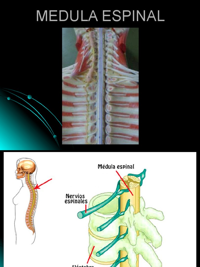Medula Espinal | PDF