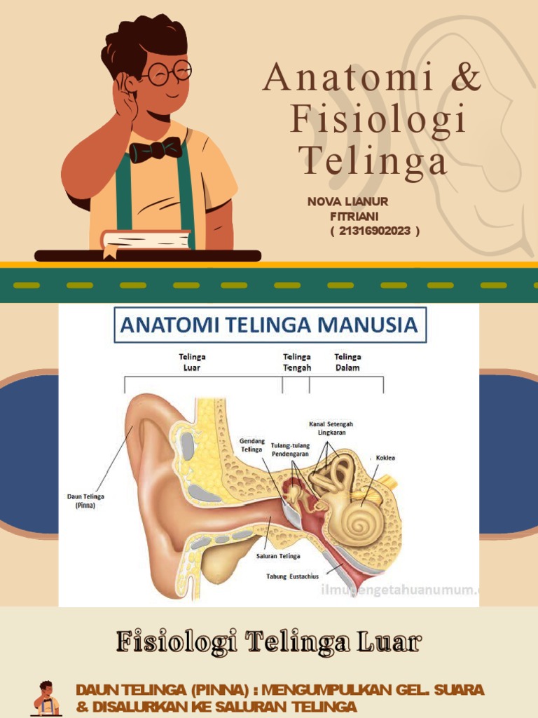 Anatomi & Fisiologi Telinga | PDF | Sains & Matematika
