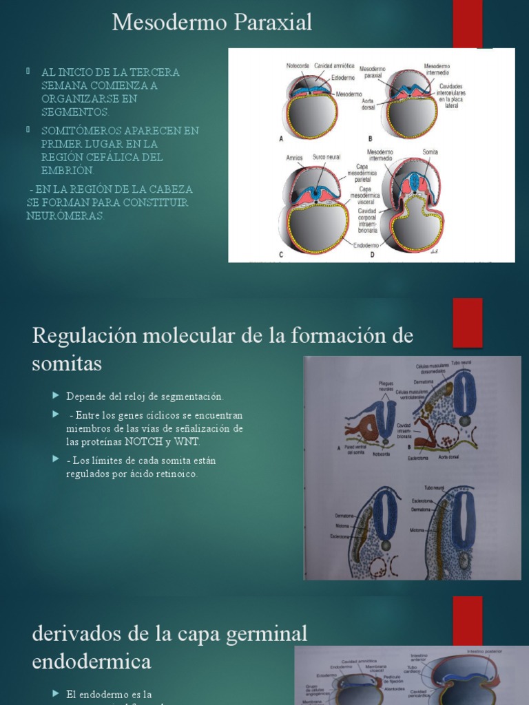 Formación y diferenciación del mesodermo paraxial durante el desarrollo ...