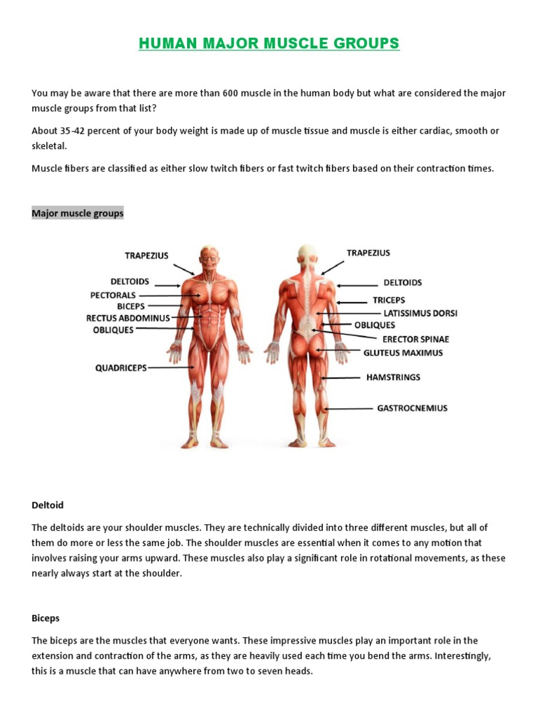 Major Muscle Groups Explained | PDF | Musculoskeletal System | Human ...