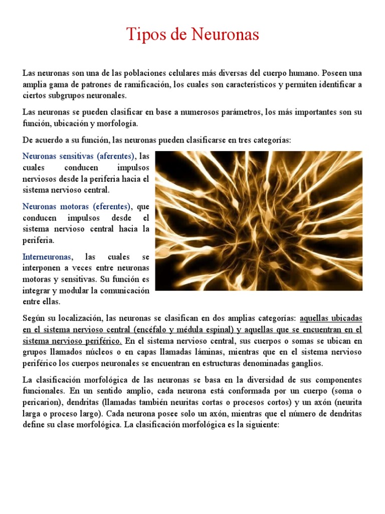 Tipos de Neuronas | PDF