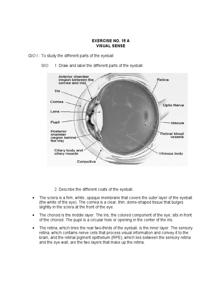 Week 4 Lab Exercise - Special Senses | PDF | Retina | Taste