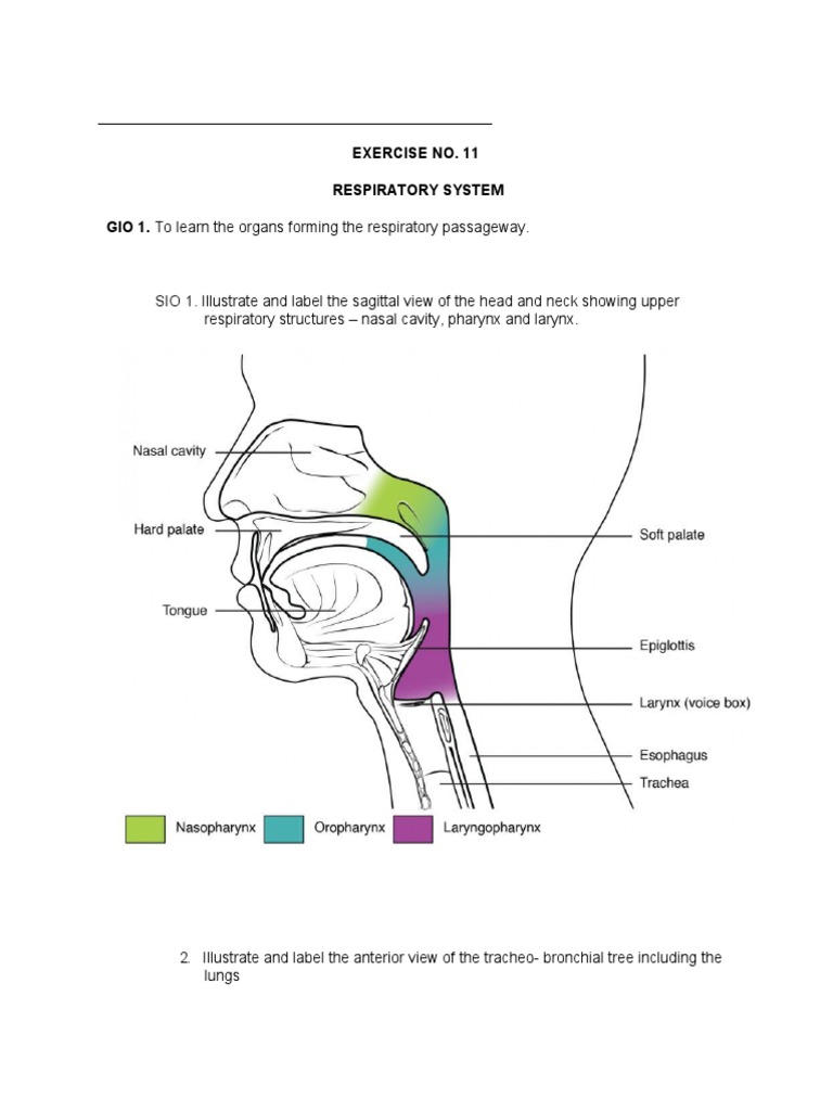 Respiratory System Study Guide | PDF | Exhalation | Respiratory Tract