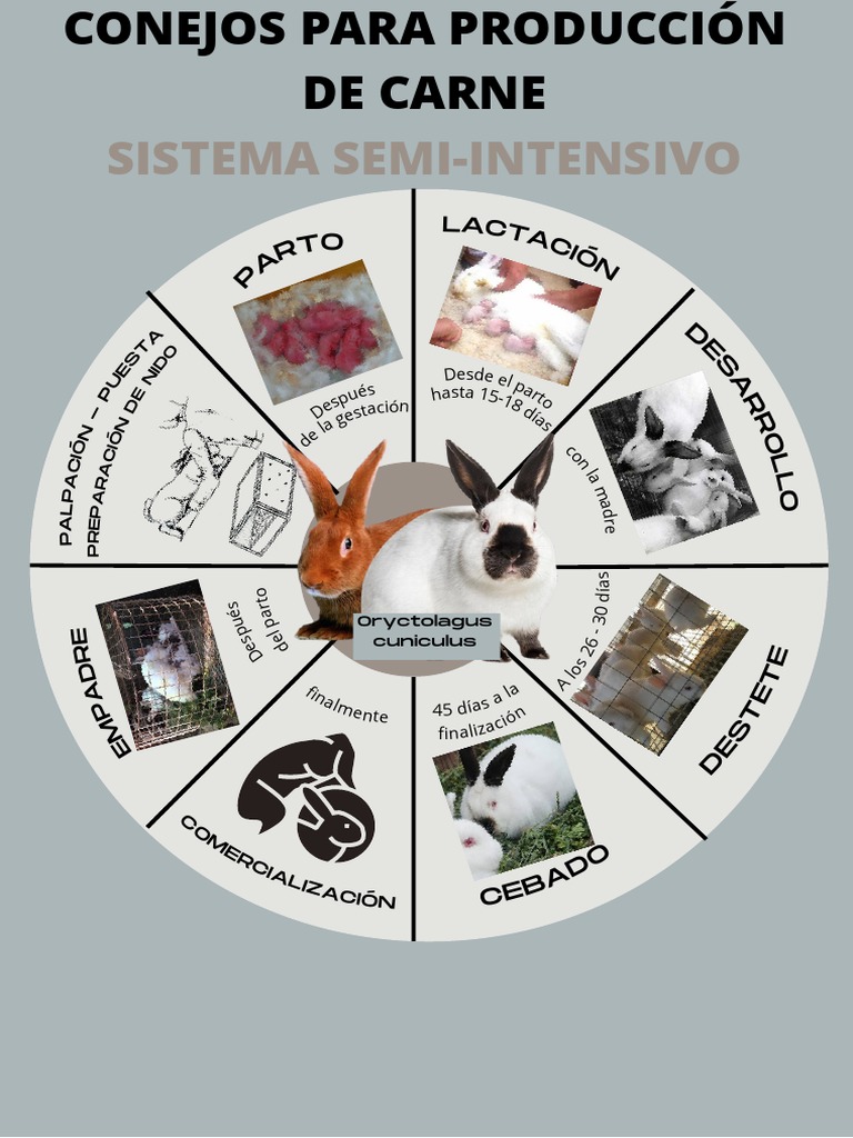 Producción y manejo de conejos carne | PDF