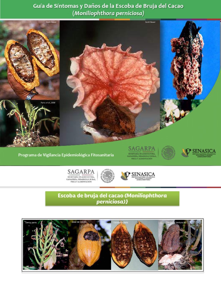 Escoba de Bruja Del Cacao (Moniliophthora Perniciosa) | PDF