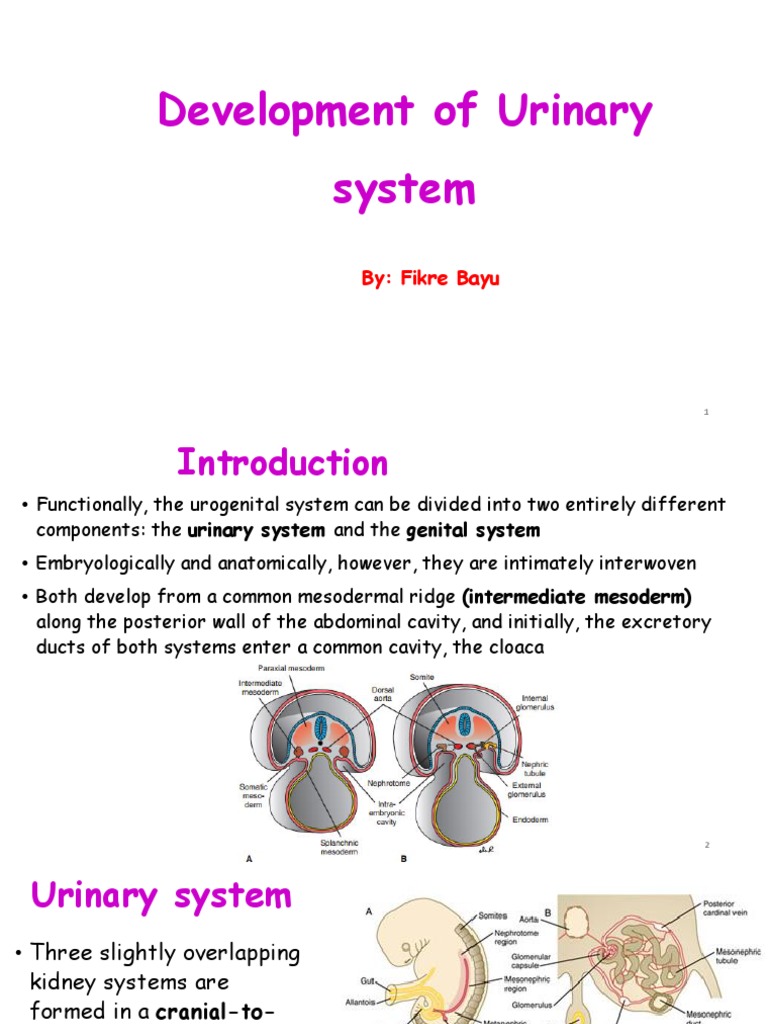 Development Of Urinary System | The functional anatomy of the urinary ...