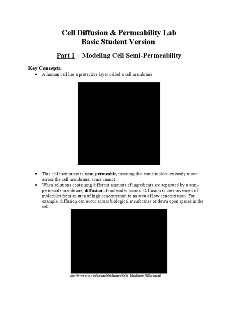 Cell Diffusion And Permeability Basic Version Pdf Cell Membrane