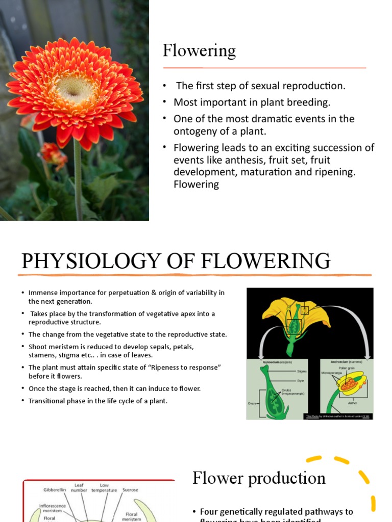 Physiology of Flowering by Anjali | PDF | Biology | Branches Of Botany
