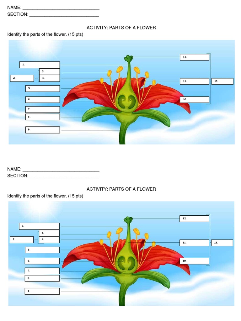 ELS - Plant Reproduction Activity | PDF