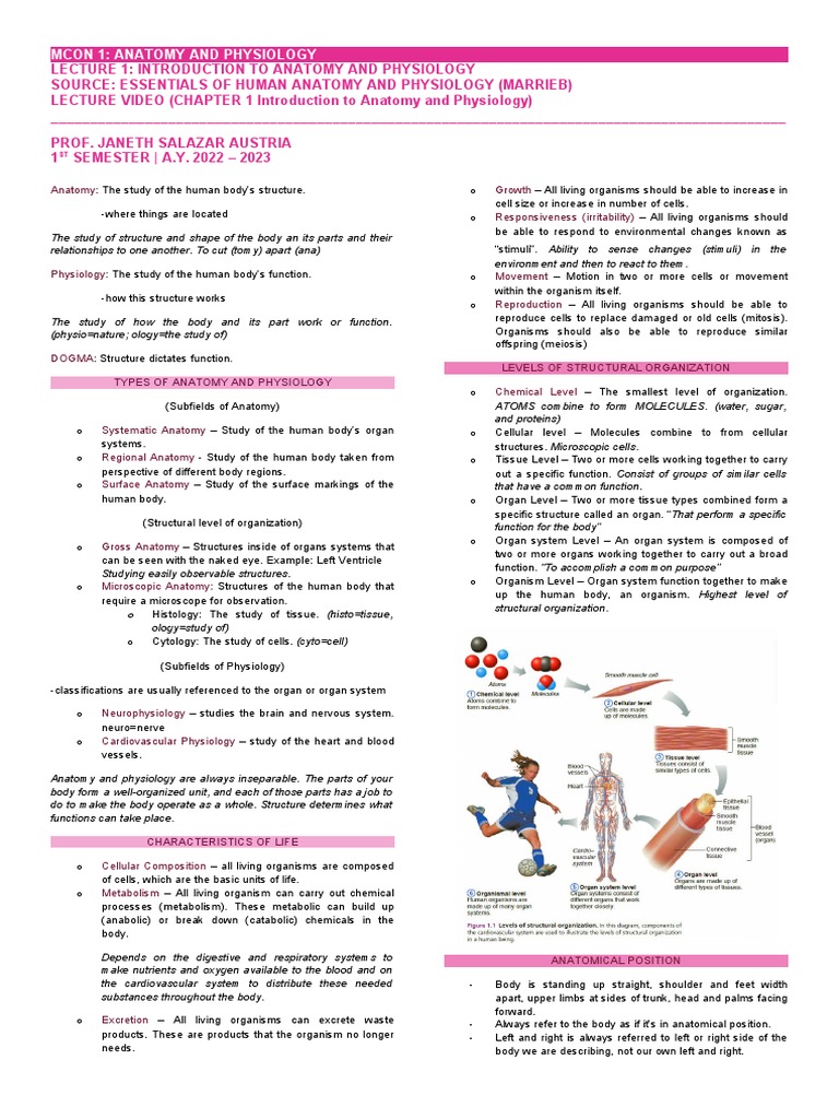 Anaphy Trans | PDF | Anatomical Terms Of Location | Medical Imaging