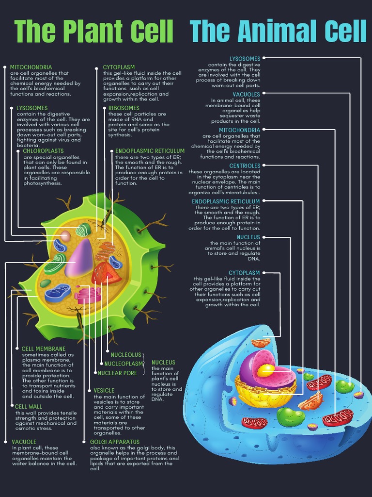 Cell | PDF | Cell (Biology) | Endoplasmic Reticulum