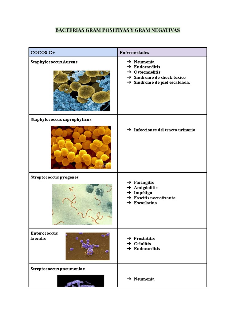 Bacterias Gram Positivas y Gram Negativas | PDF | Bacterias Gram ...