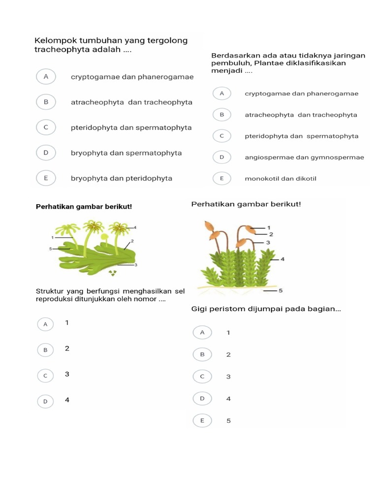 Soal Tumbuhan Lumut Dan Paku | PDF