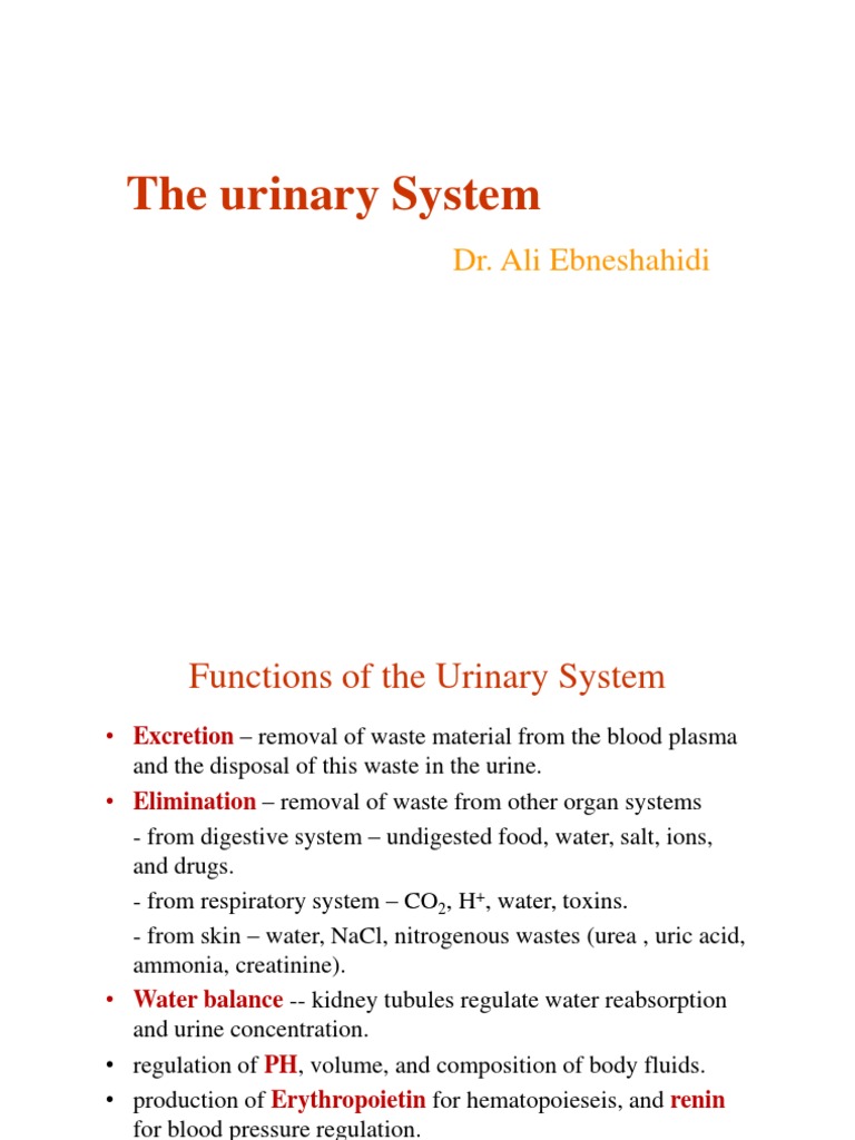 Chap 18 - The Urinary System | PDF | Kidney | Urinary System