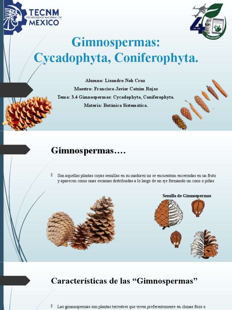 3.4 Gimnospermas Cycadophyta, Coniferophyta | PDF