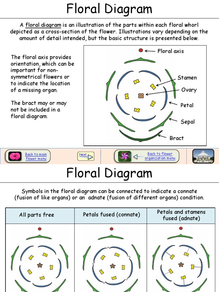 Flower Diagram | PDF | Flowers | Petal
