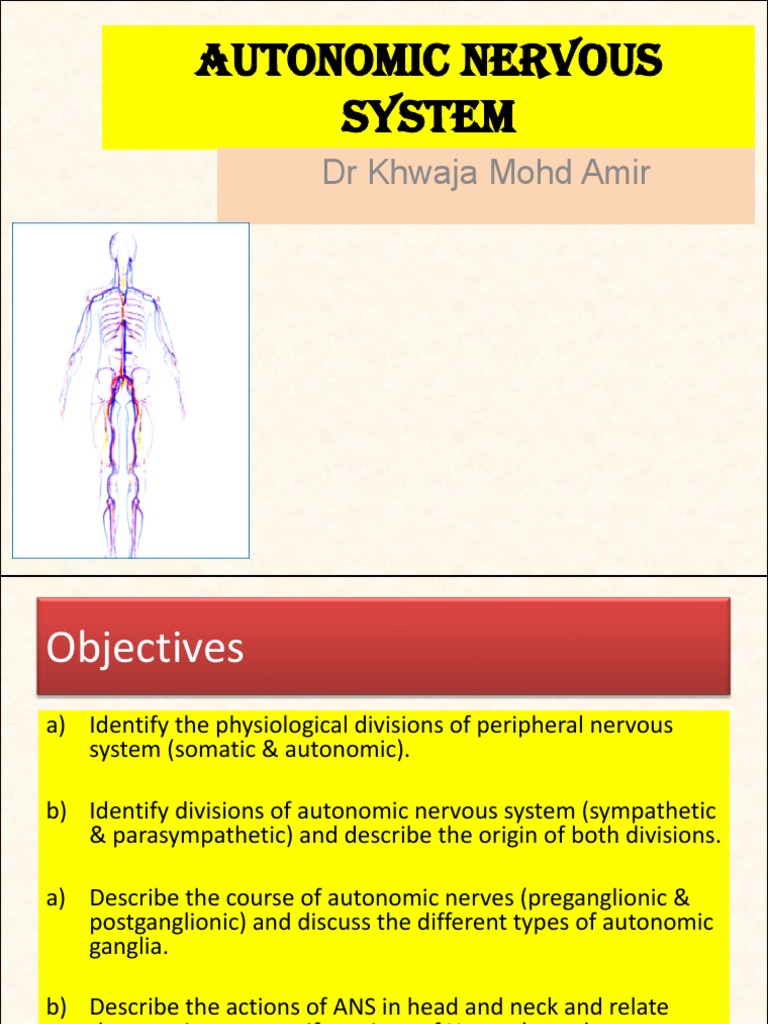 Autonomic Nervous System-1 | PDF | Autonomic Nervous System | Nervous ...