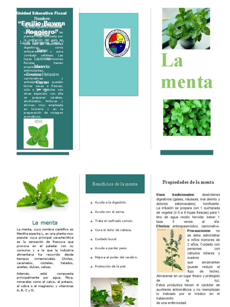 Folleto La Menta | PDF | Mentha | Comida y bebida