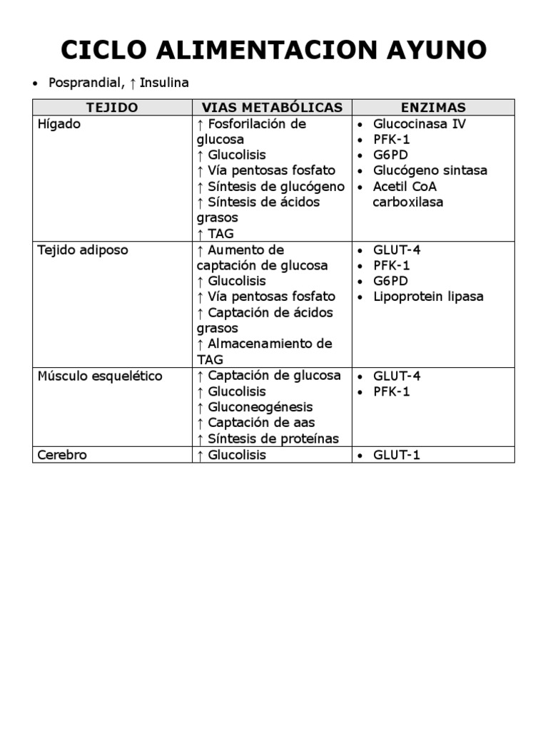 Ciclo alimentación-ayuno regula vías metabólicas | PDF | Glucógeno ...
