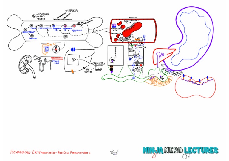 Hematology) 02 Erythropoiesis - RBC Formation - Key | PDF