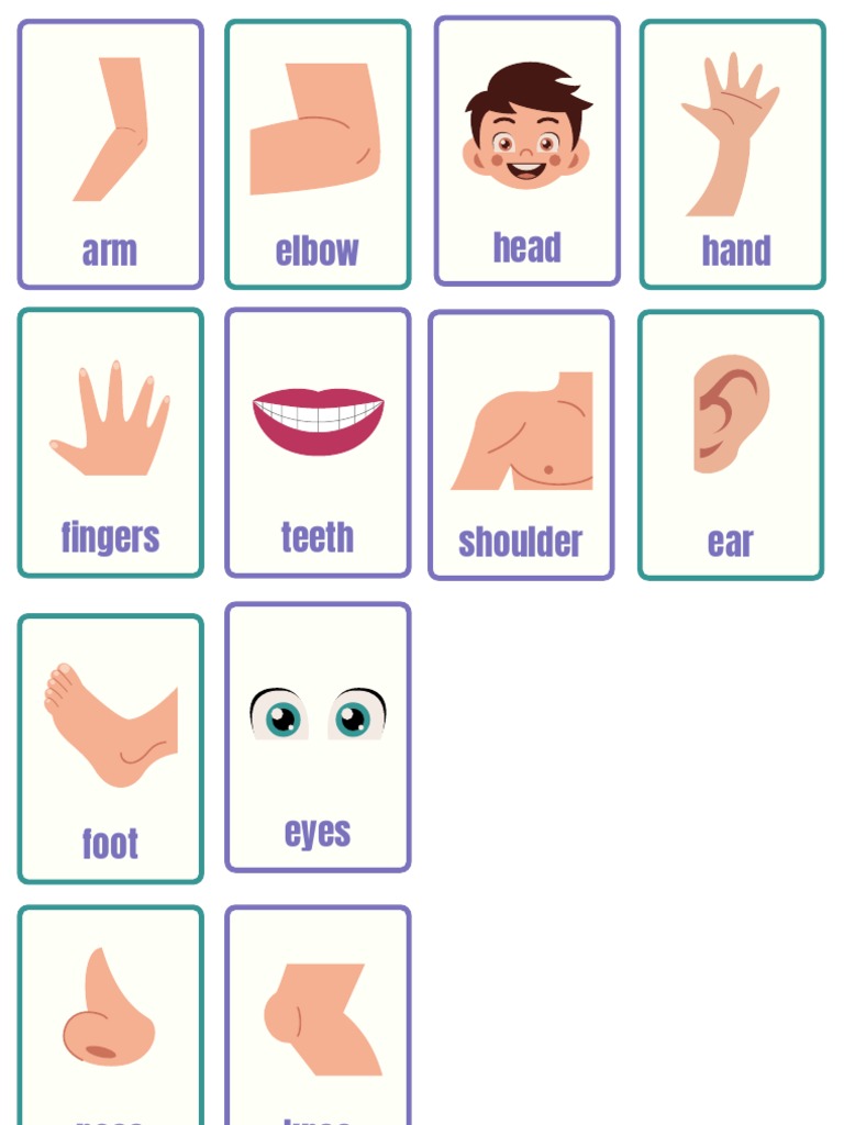 Body Parts Anatomy Flashcards | PDF