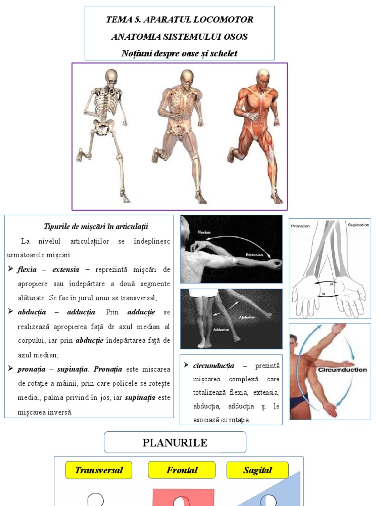 Iași Scheletul Trunchiului | PDF